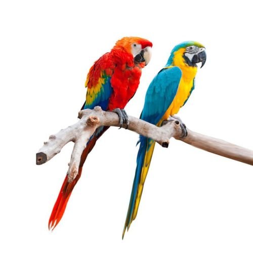 Unlocking the Avian Genome: Bird DNA Tests for Sex & Health Monitoring ...