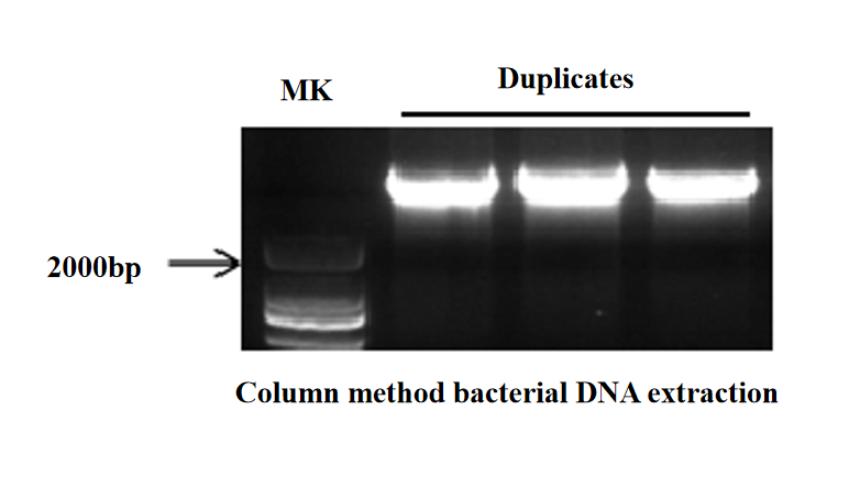 Bacterial Genome DNA Extraction Kit - DNA Testing Experts
