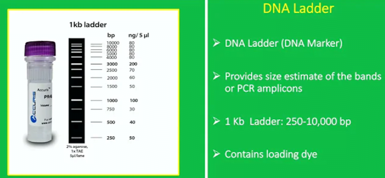 What is a DNA ladder? What does the DNA ladder do in PCR? - DNA Testing ...
