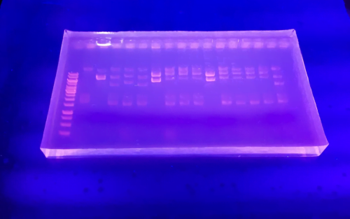 Agarose: An Essential Tool in Molecular Biology - DNA Testing Experts