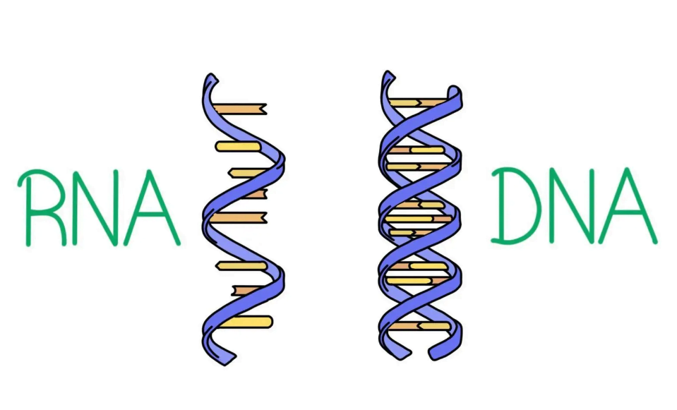 History and development of DNA & RNA extraction technology - DNA ...