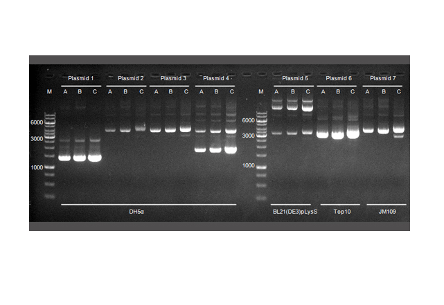 What Is Plasmid Dna Exploring The Functions Structure And Differences From Chromosomal Dna