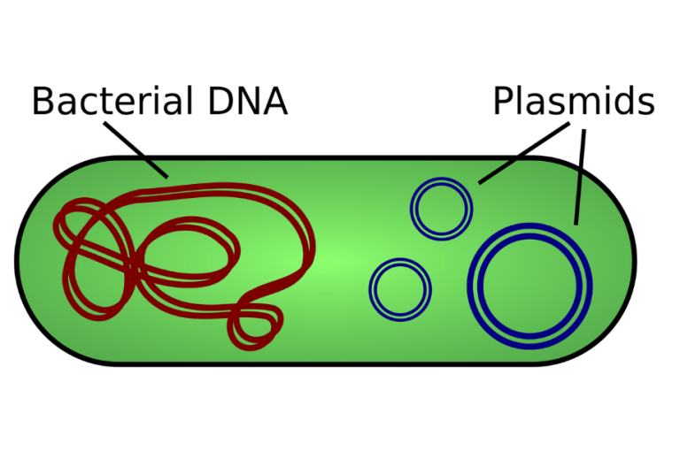 What is Plasmid DNA? Exploring the Functions, Structure, and ...