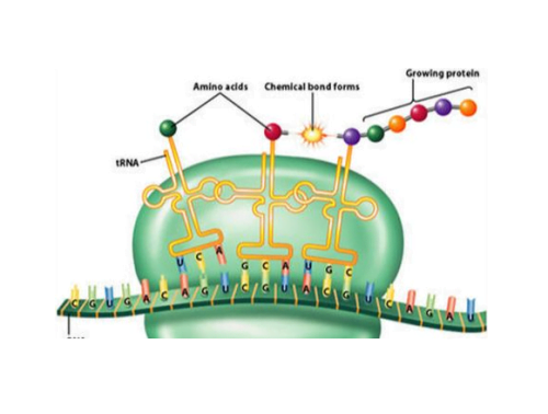 rRNA 란?? rRNA의 역할은 무엇입니까?? - DNA 테스트 전문가