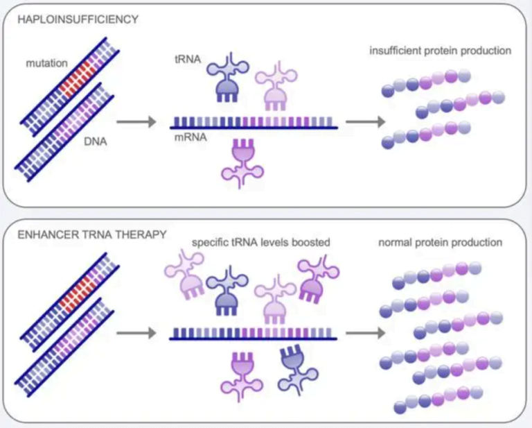 What Is tRNA? What Is tRNA Structure? - DNA Testing Experts