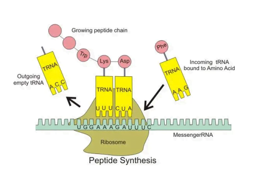 What Is tRNA? What Is tRNA Structure? - DNA Testing Experts