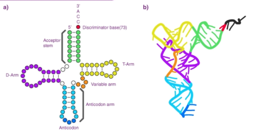 Qu'est-ce que l'ARNt? Qu'est-ce que la structure TRNA? - Experts en ...