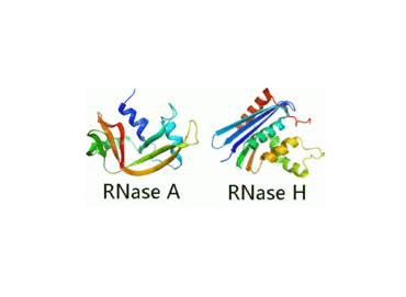 ¿Qué es la RNasa H y para qué sirve?? - Expertos en pruebas de ADN