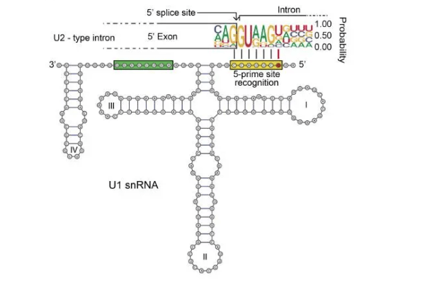 What is an snRNA and what role does it play? - DNA検査の専門家